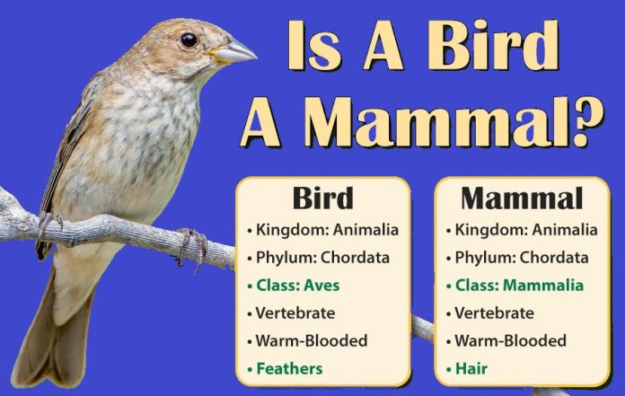 Are Birds Mammals? Understanding Avian Classification - Optimize Ninja